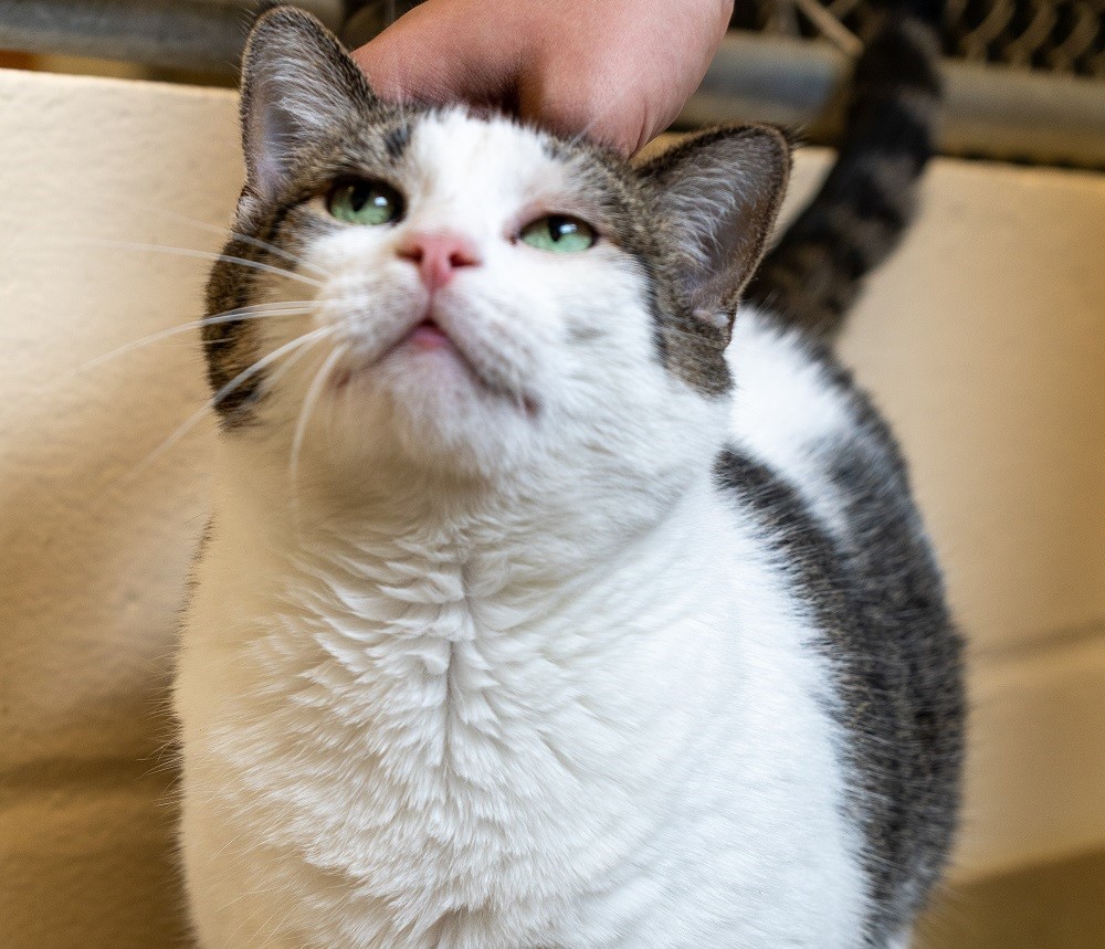 Get to Know the Lives We Save: Meet Megan - Animal Rescue League of ...