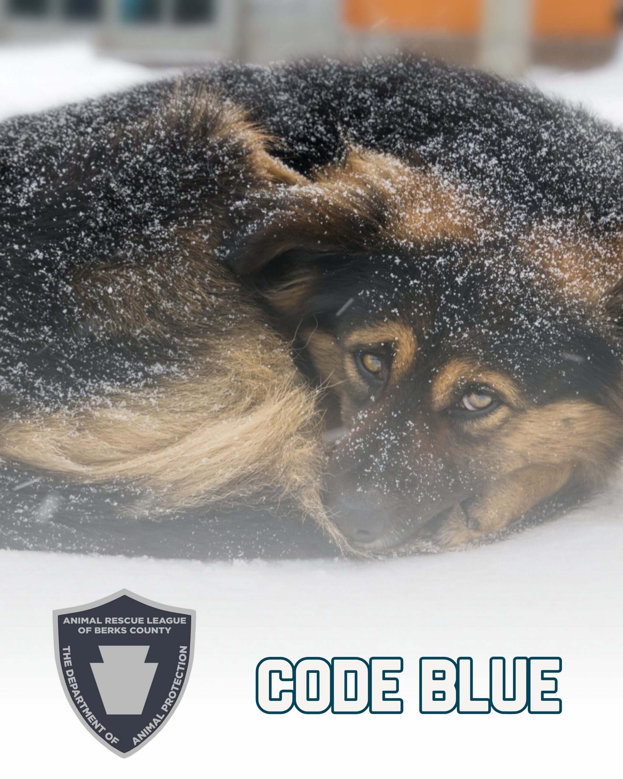 Code Blue / Code Red Announcements: - Animal Rescue League of Berks County